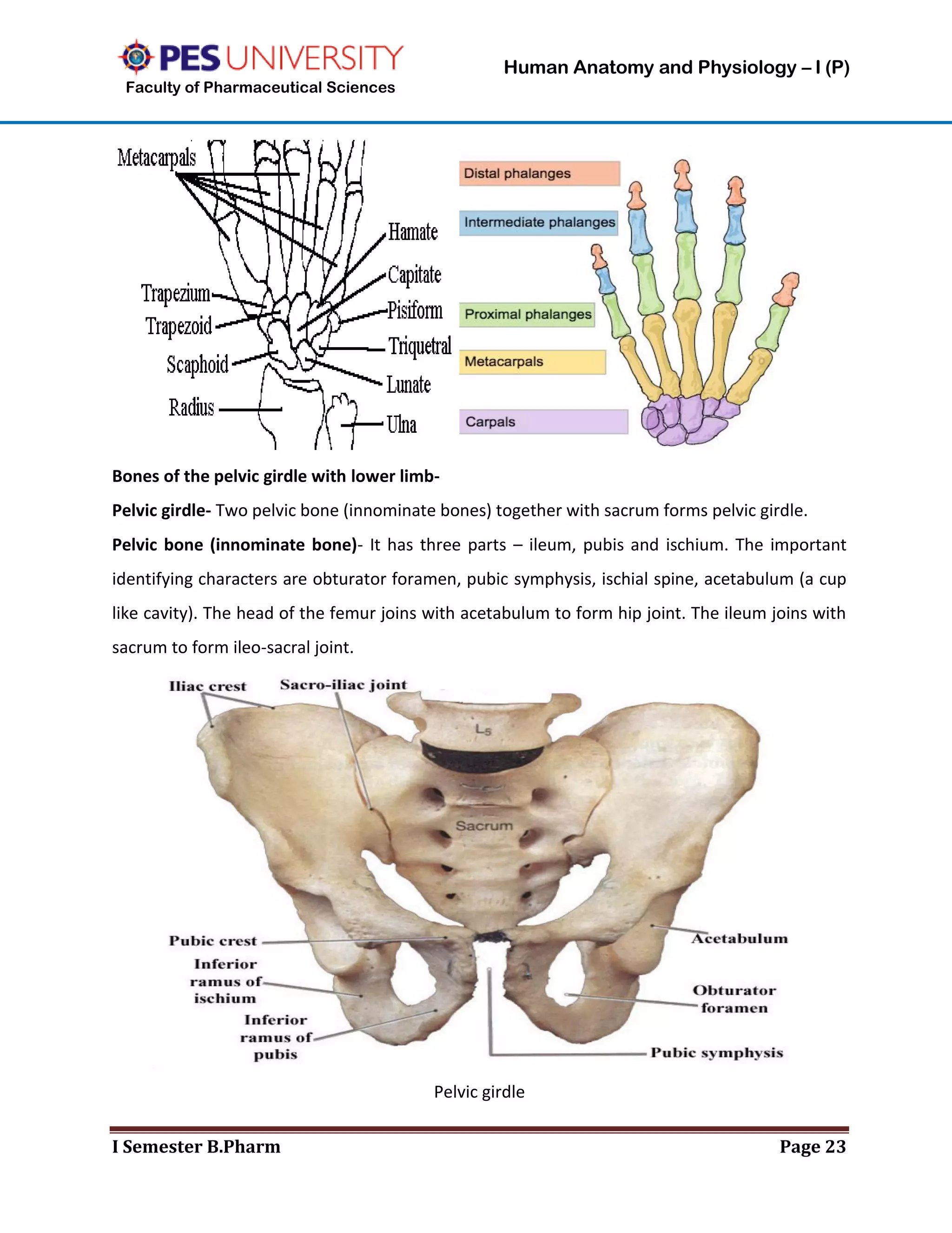 HAP I (P) lab manual | PDF