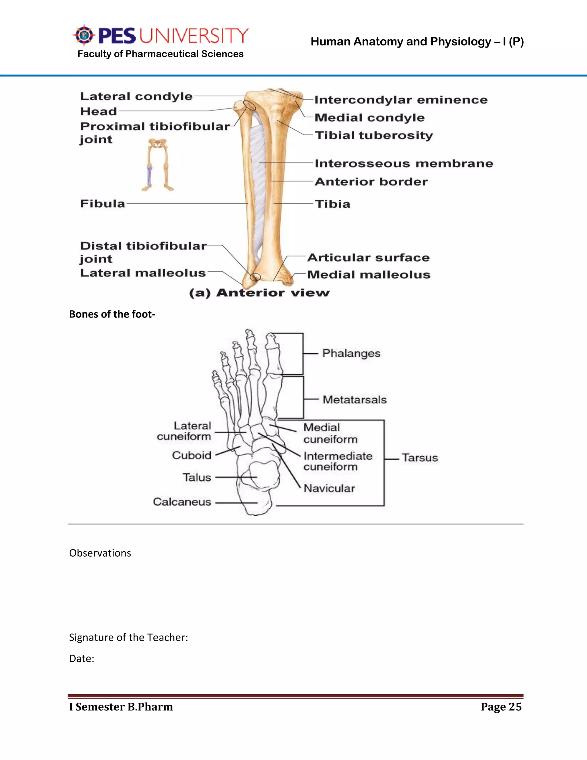 HAP I (P) lab manual | PDF