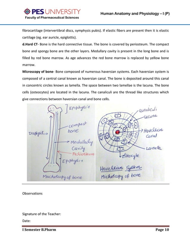HAP I (P) lab manual | PDF | Death, Injury, or Military Conflict | Sensitive Topics