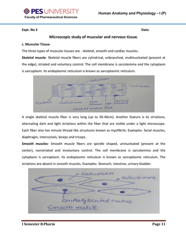 HAP I (P) lab manual | PDF | Death, Injury, or Military Conflict | Sensitive Topics