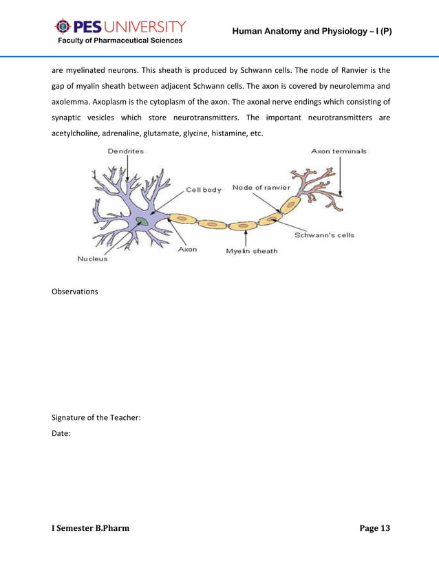 HAP I (P) lab manual | PDF | Death, Injury, or Military Conflict | Sensitive Topics