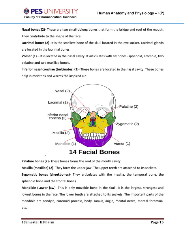 HAP I (P) lab manual | PDF | Death, Injury, or Military Conflict | Sensitive Topics
