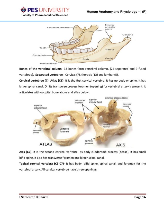 HAP I (P) lab manual | PDF | Death, Injury, or Military Conflict | Sensitive Topics
