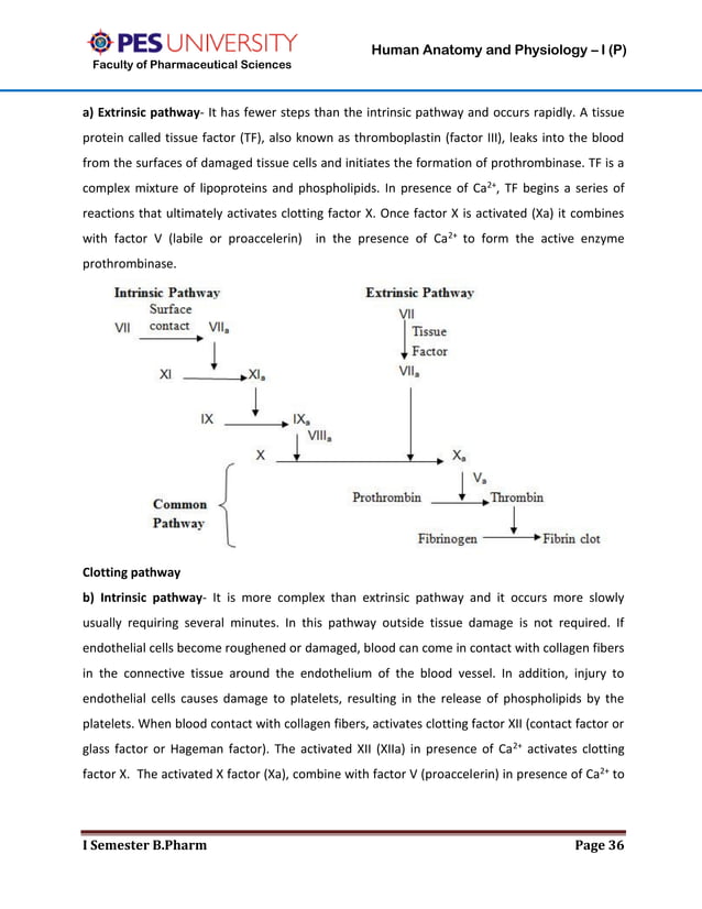 HAP I (P) lab manual | PDF | Death, Injury, or Military Conflict ...