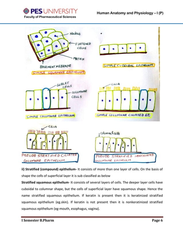 HAP I (P) lab manual | PDF | Death, Injury, or Military Conflict ...