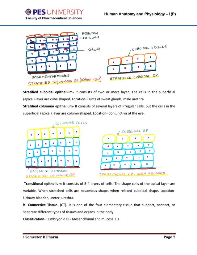 HAP I (P) lab manual | PDF | Death, Injury, or Military Conflict ...