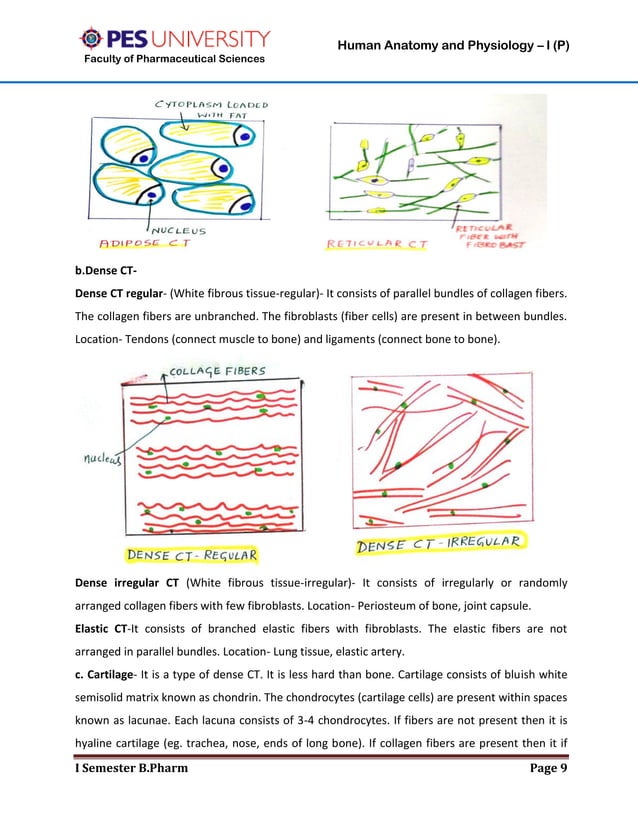 HAP I (P) lab manual | PDF | Death, Injury, or Military Conflict | Sensitive Topics
