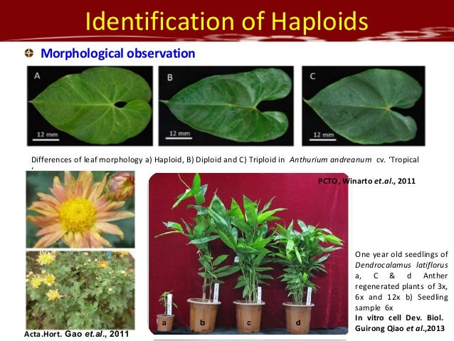 Haploid