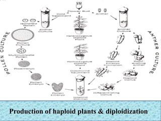 haploid.ppt