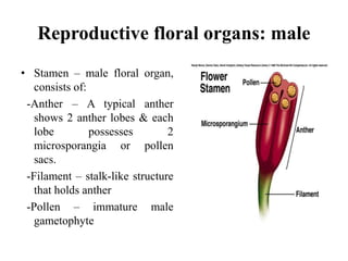 haploid.ppt