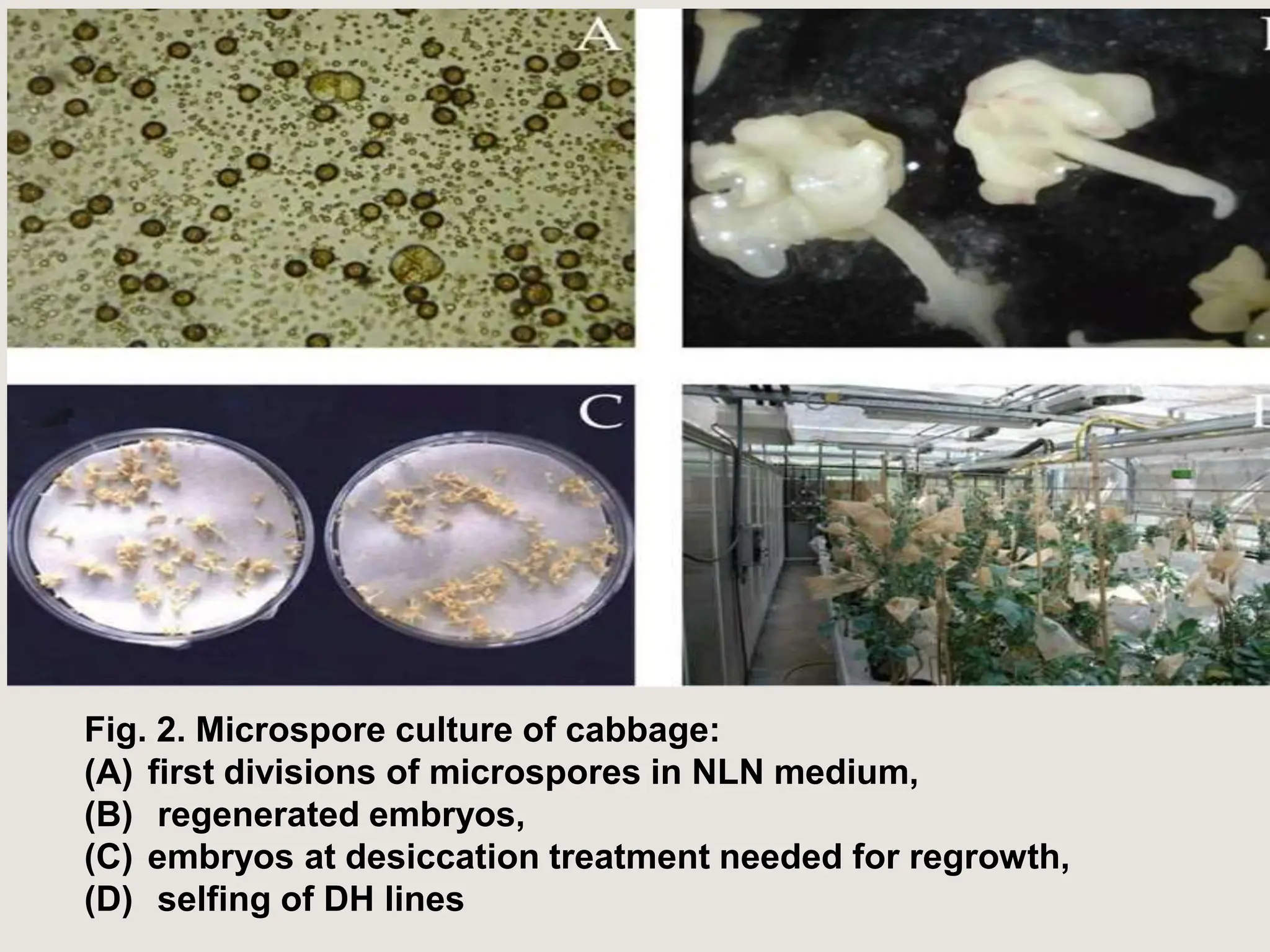 Haploid and double haploid Production and their roles in crop ...