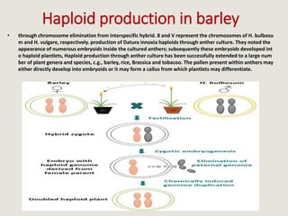 Haploid and double haploid Production and their roles in crop ...