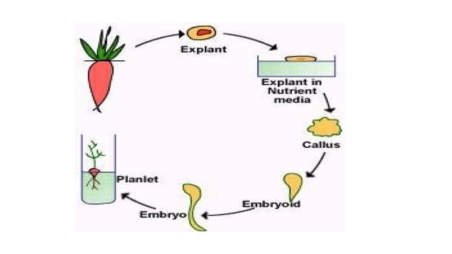 haploid induction.pptx for commercial breeding | PPTX