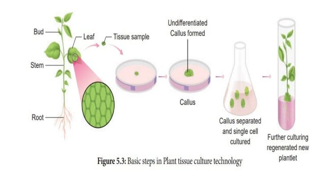 haploid induction.pptx for commercial breeding | PPTX