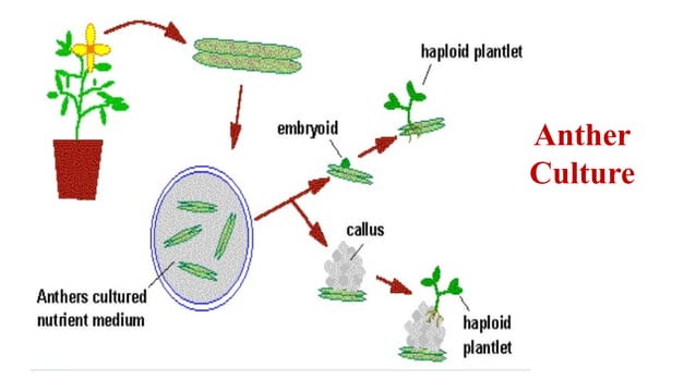 haploid induction.pptx for commercial breeding | PPTX