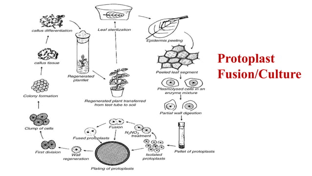 haploid induction.pptx for commercial breeding | PPTX