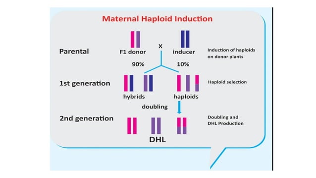 haploid induction.pptx for commercial breeding | PPT
