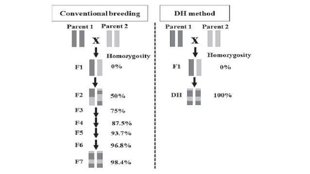 haploid induction.pptx for commercial breeding | PPT