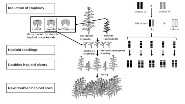 haploid induction.pptx for commercial breeding | PPT