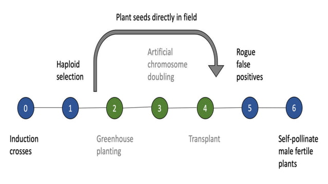 haploid induction.pptx for commercial breeding | PPT