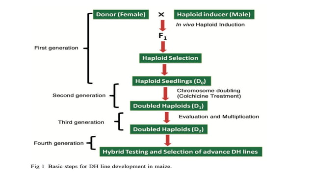 haploid induction.pptx for commercial breeding | PPTX
