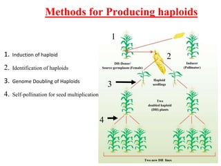 Haploid induction of allelic diversity populations in maize | PPT