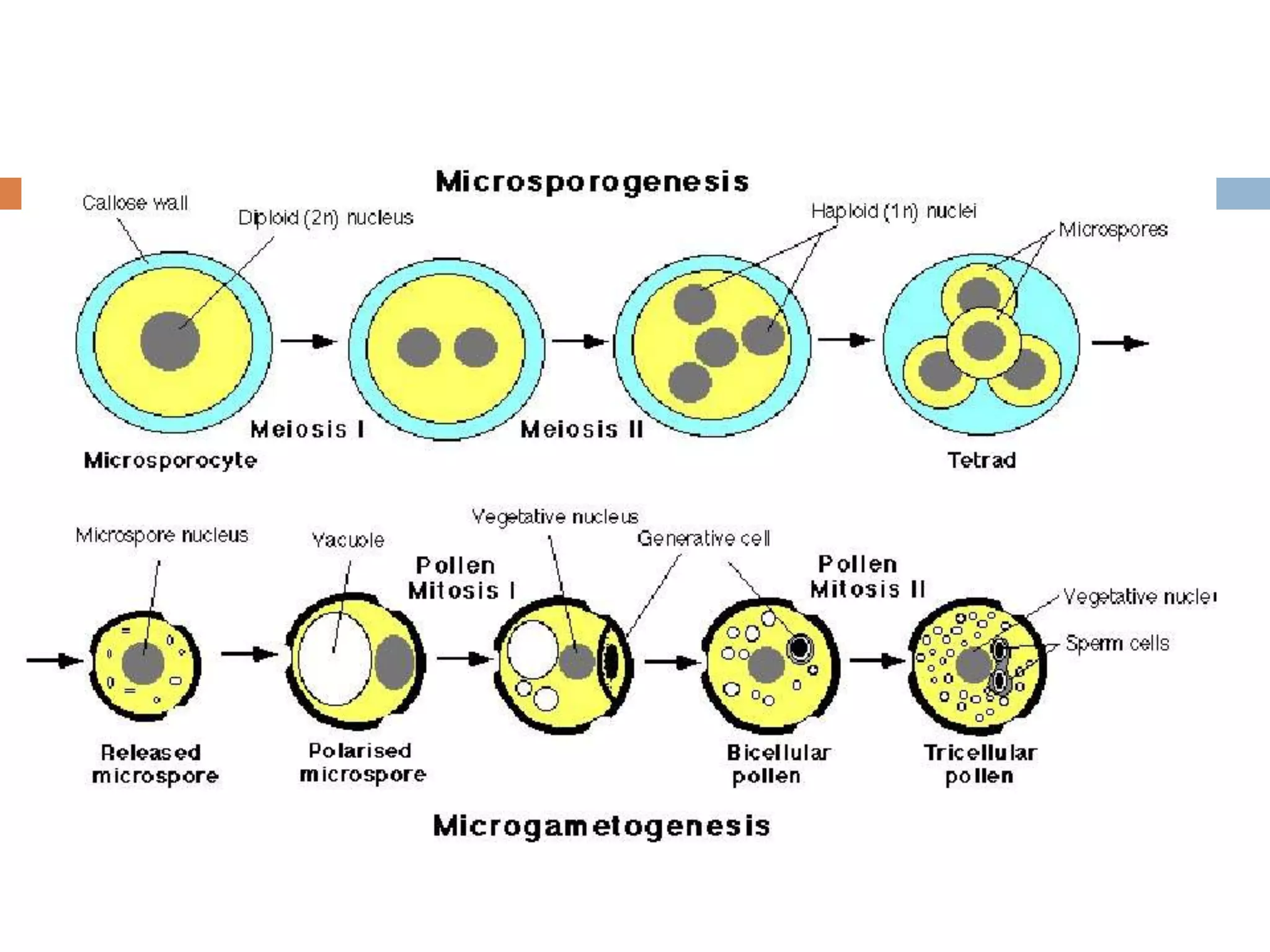 HAPLOID PLANT_E-CONTENT.ppt