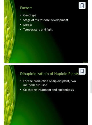 information about haploid plants production | PPT