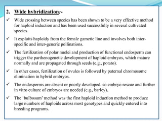 Haploid production | PPTX