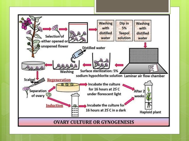 Haploid Production - Techniques, Application & Problem | PPTX