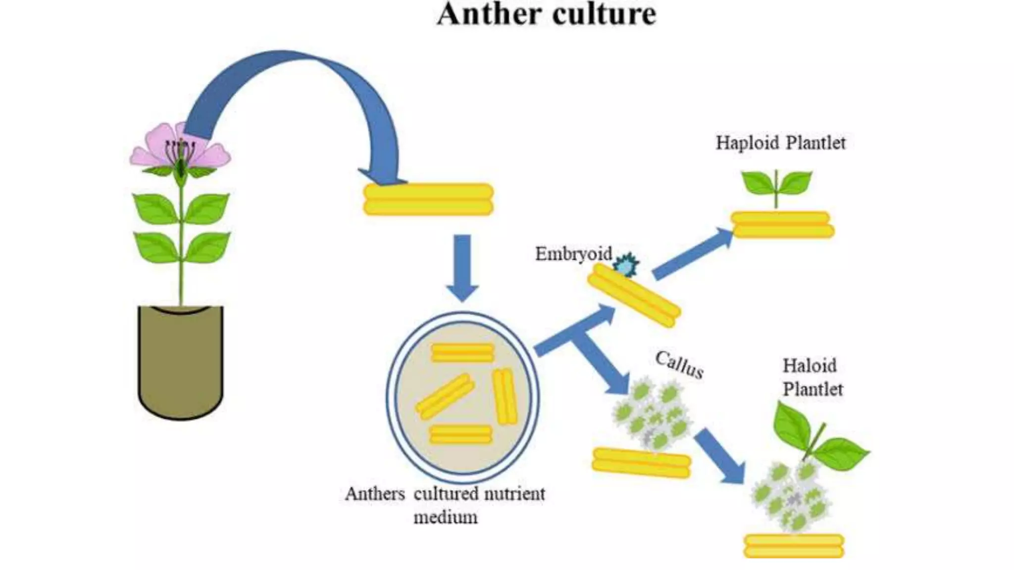 haploid production.pptx
