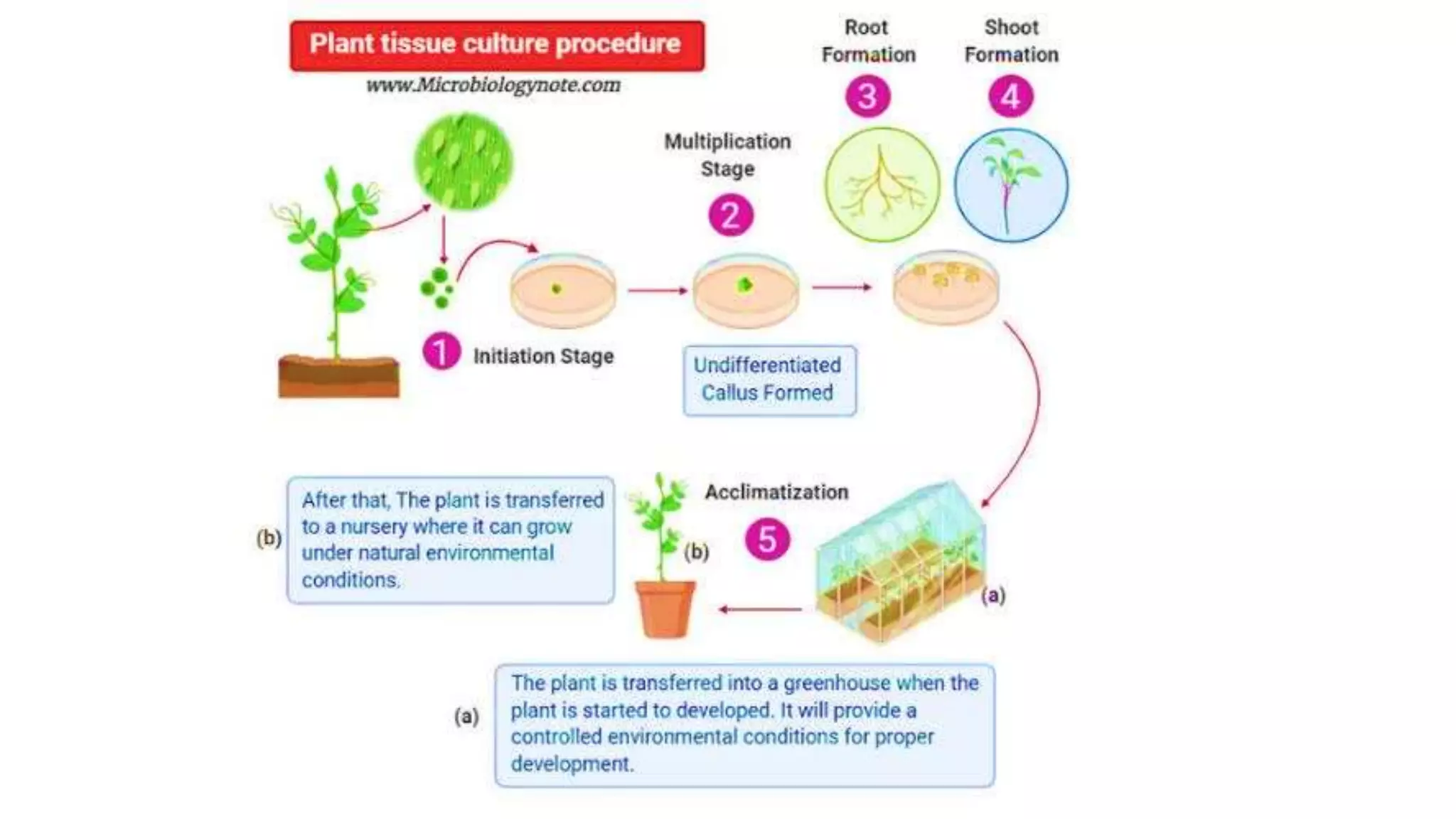 haploid production.pptx