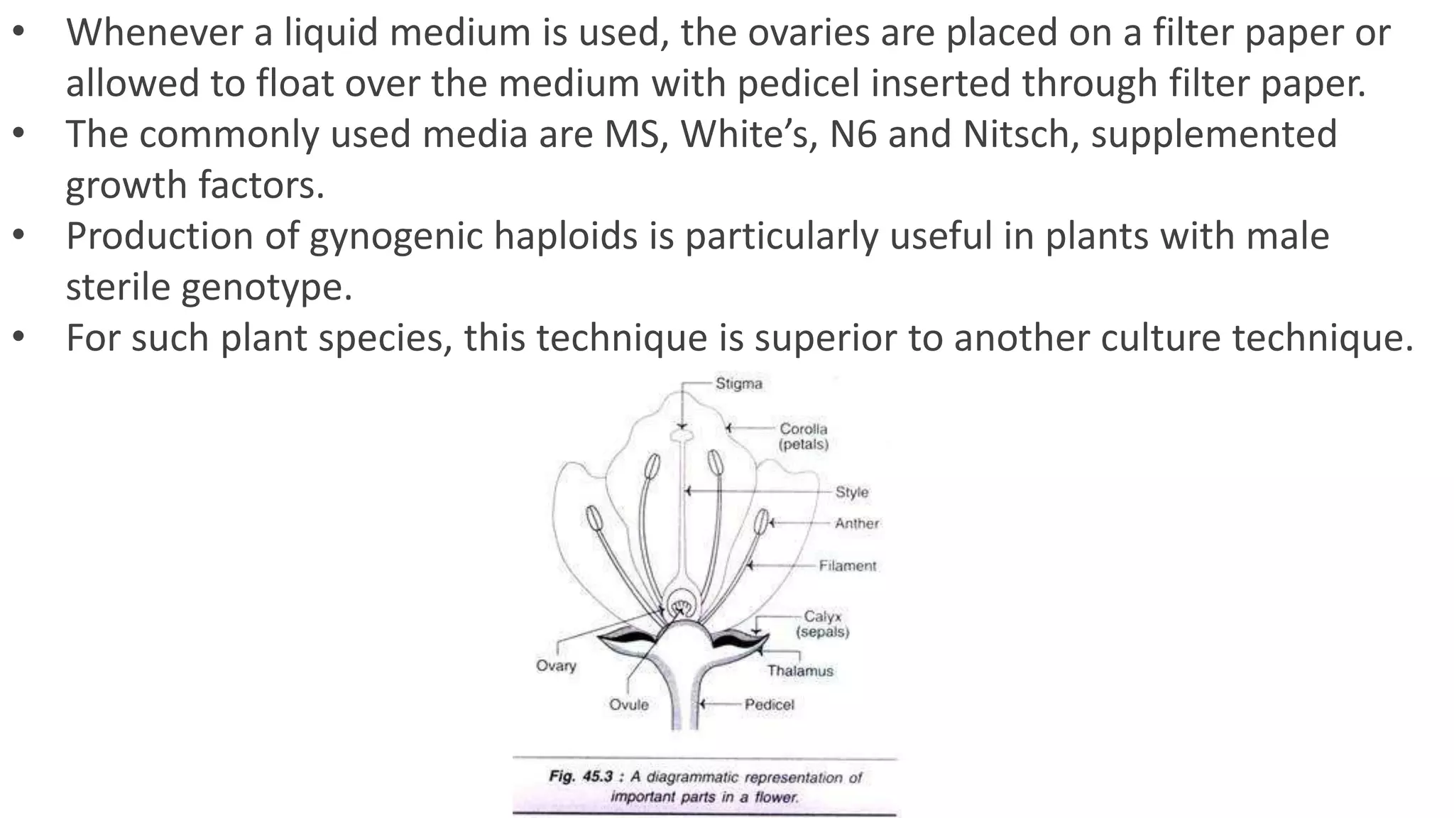 haploid production.pptx