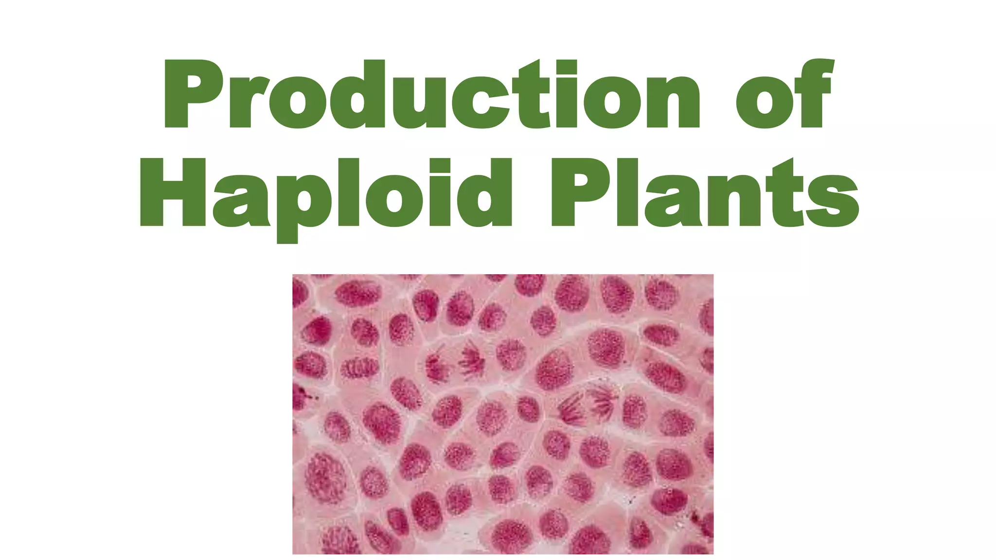haploid production.pptx