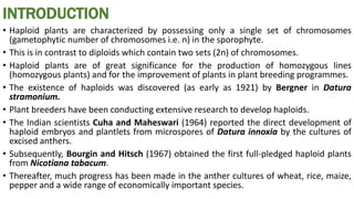 haploid production.pptx