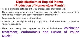 haploid production.pptx