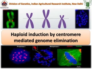 Haploid production by centromere mediated genome elimination | PPT