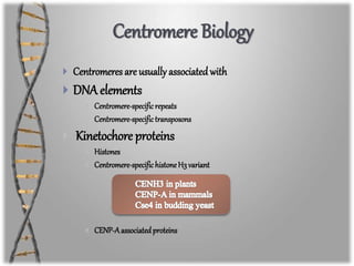 Haploid production by centromere mediated genome elimination | PPT
