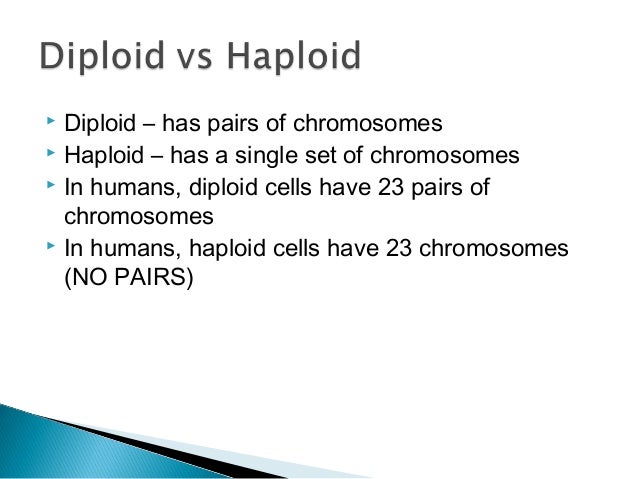 Haploid Vs Diploid Cells