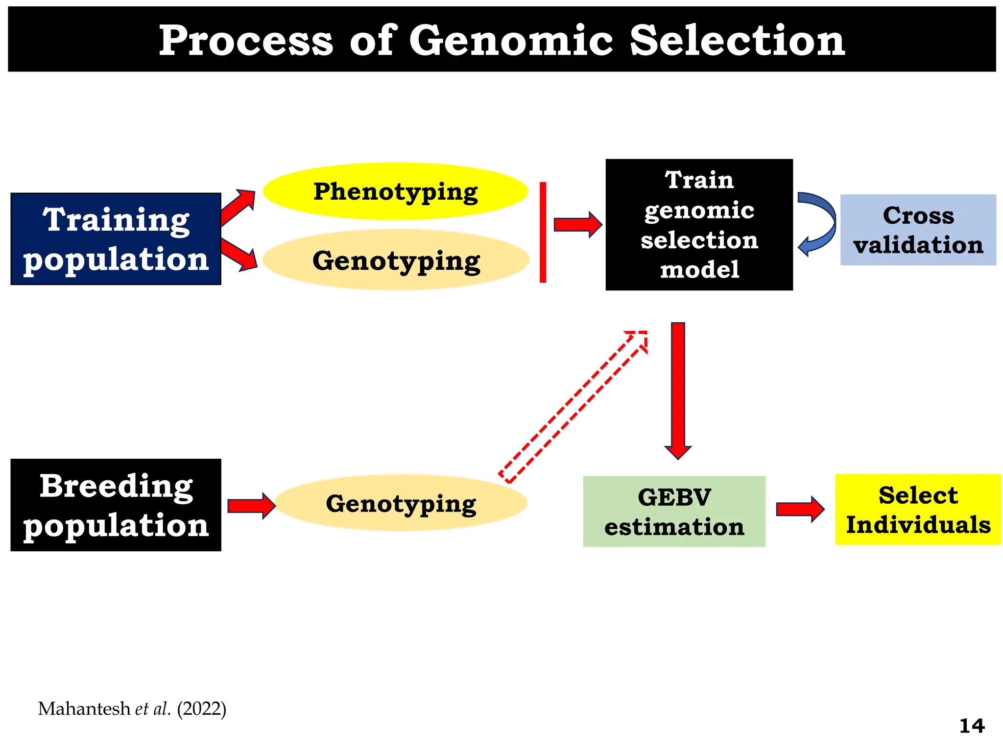 Haplotype based genomic selection for precision plant breeding | PPTX