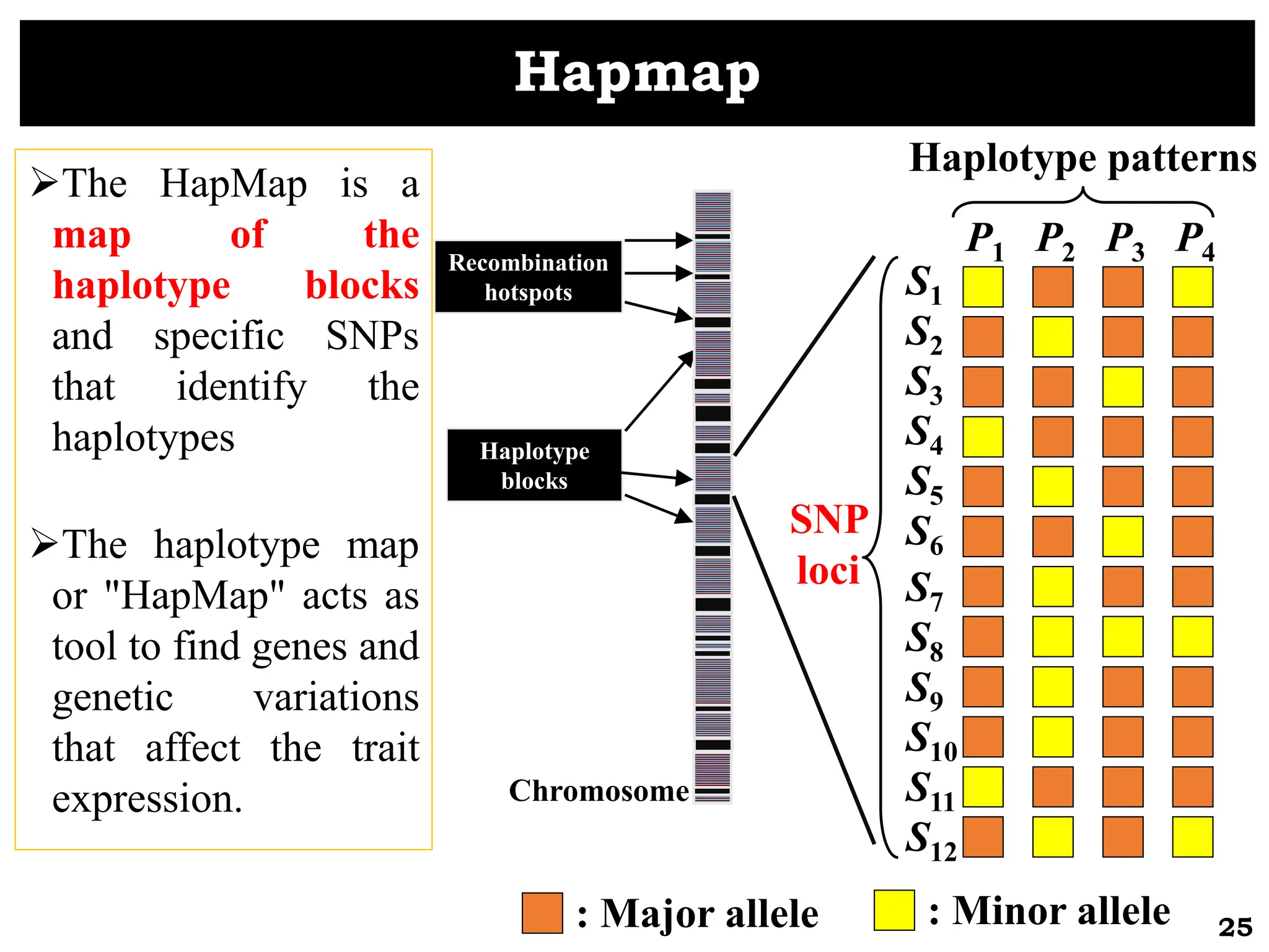 Haplotype based genomic selection for precision plant breeding | PPTX
