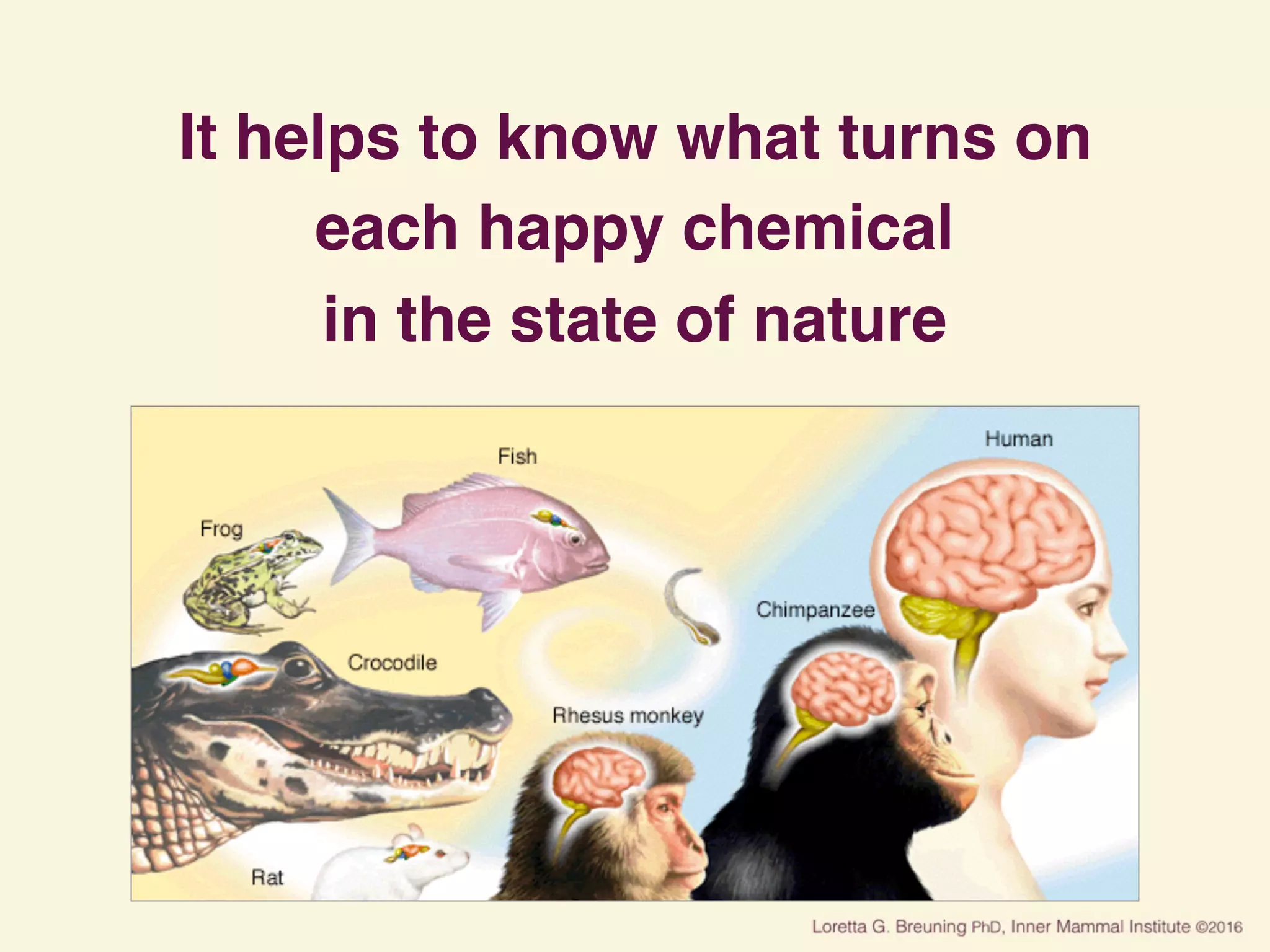 Happy brain chemicals: Dopamine, Serotonin, Oxytocin and Endorphin | PDF