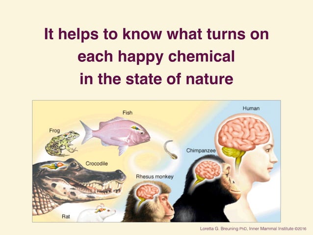 Happy brain chemicals: Dopamine, Serotonin, Oxytocin and Endorphin ...