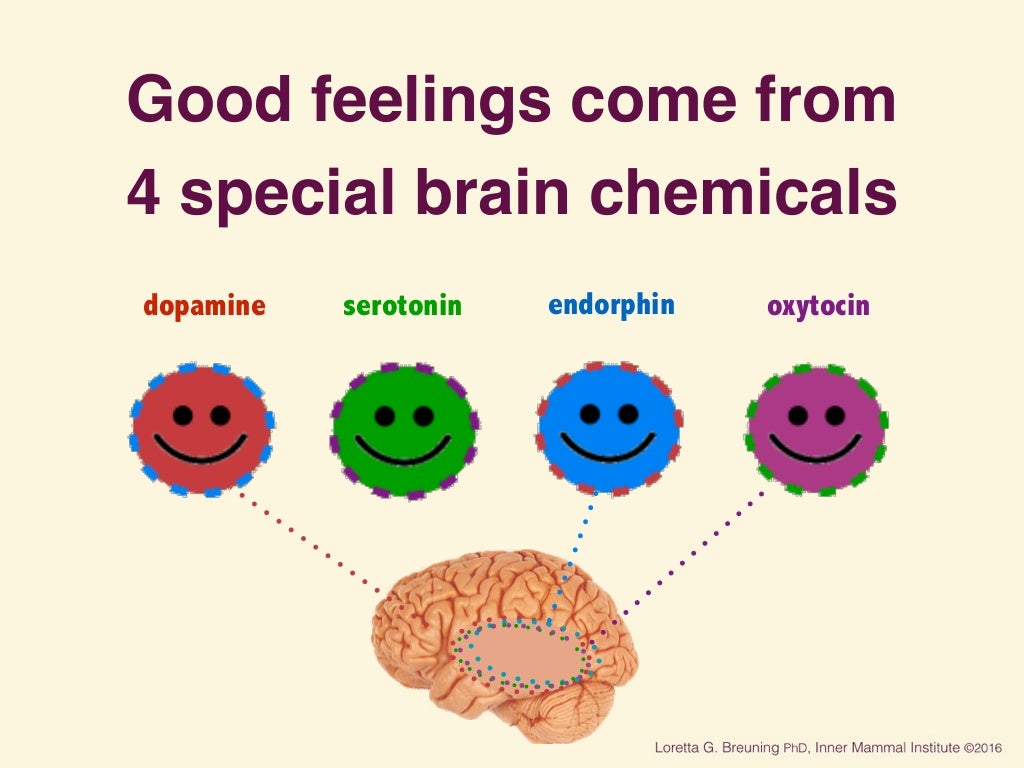 Happy Brain Chemicals Dopamine Serotonin Oxytocin And Endorphin