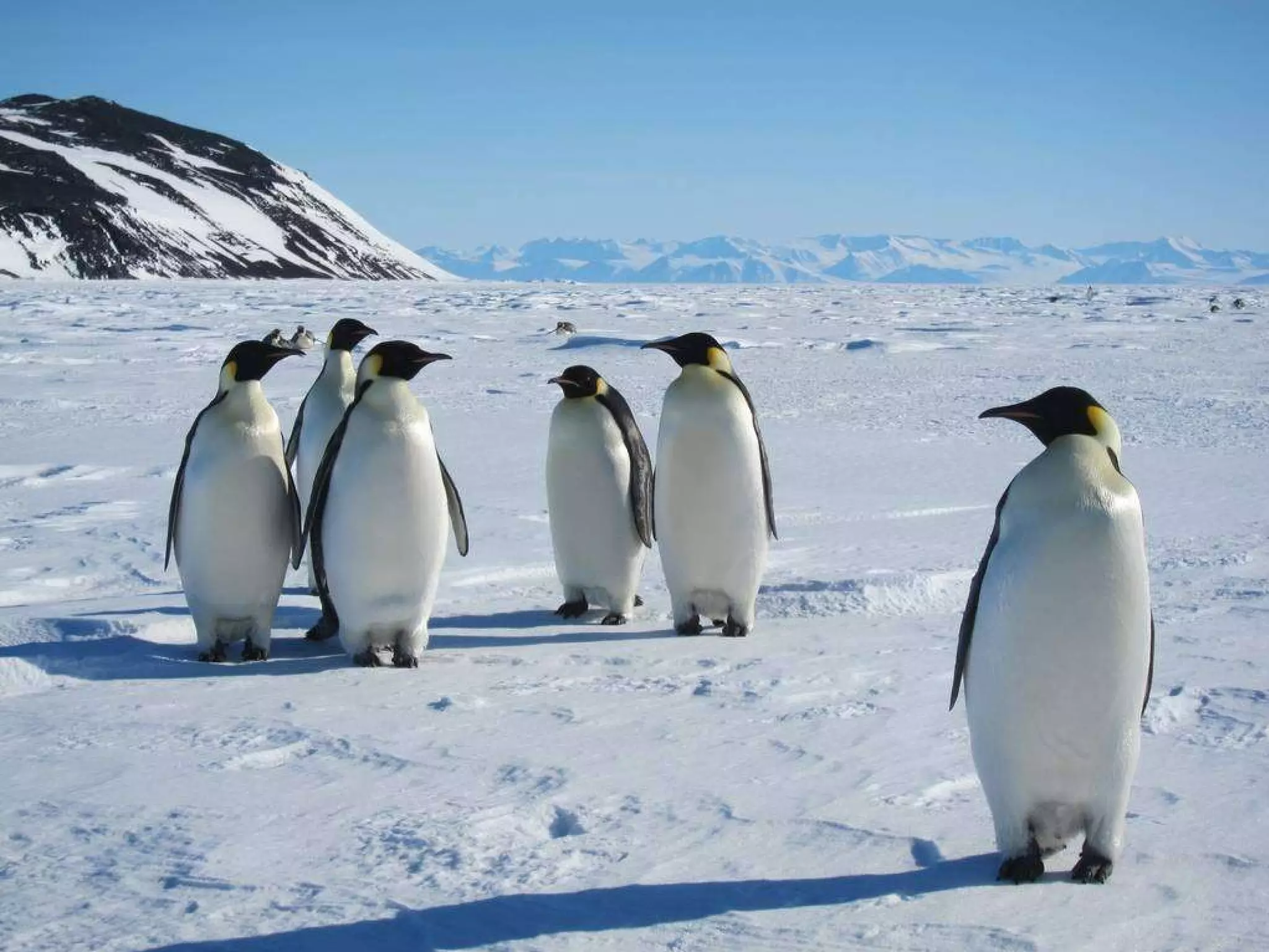 Happy Feet ~ Penguins | PPS