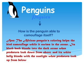 Penguin Project!! | PPTX
