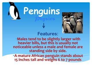 Penguin Project!! | PPTX | Birds | Pets