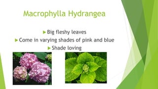 Happy Hydrangea | PPTX
