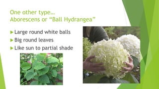 Happy Hydrangea | PPTX