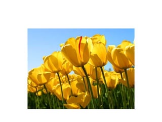 Happy in spring | PPTX